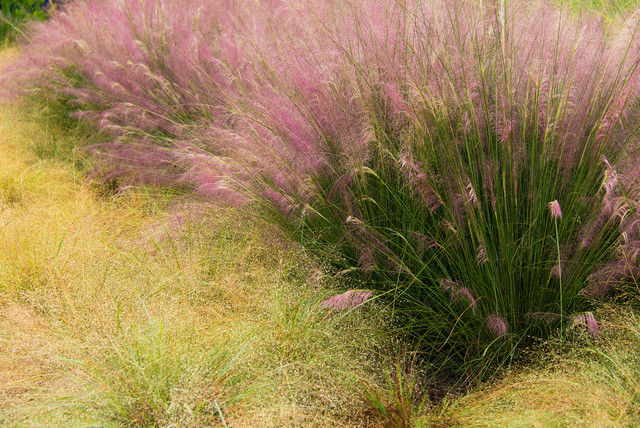 8 Native Grasses and Sedges for Southeastern Gardens