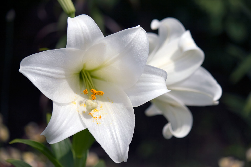 Easter lily - Traditional - Landscape - Other - by The New York ...