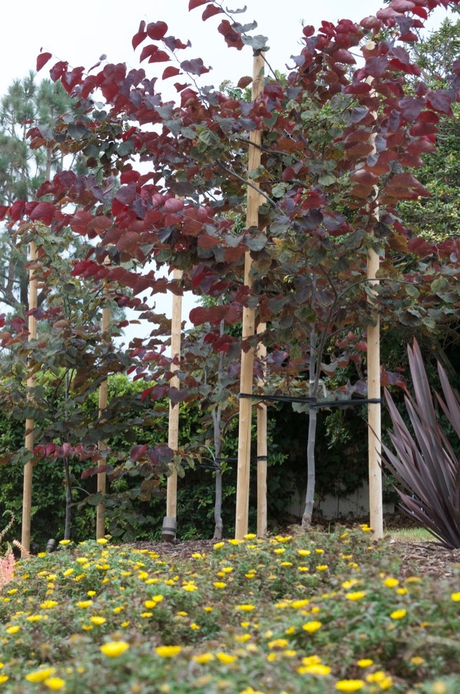 Eastern Red Bud trees act as neighbor screen. - Traditional - Landscape ...