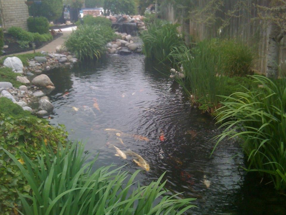 Ecosystem Ponds and Water Gardens By Continental Ponds, Oklahoma City ...