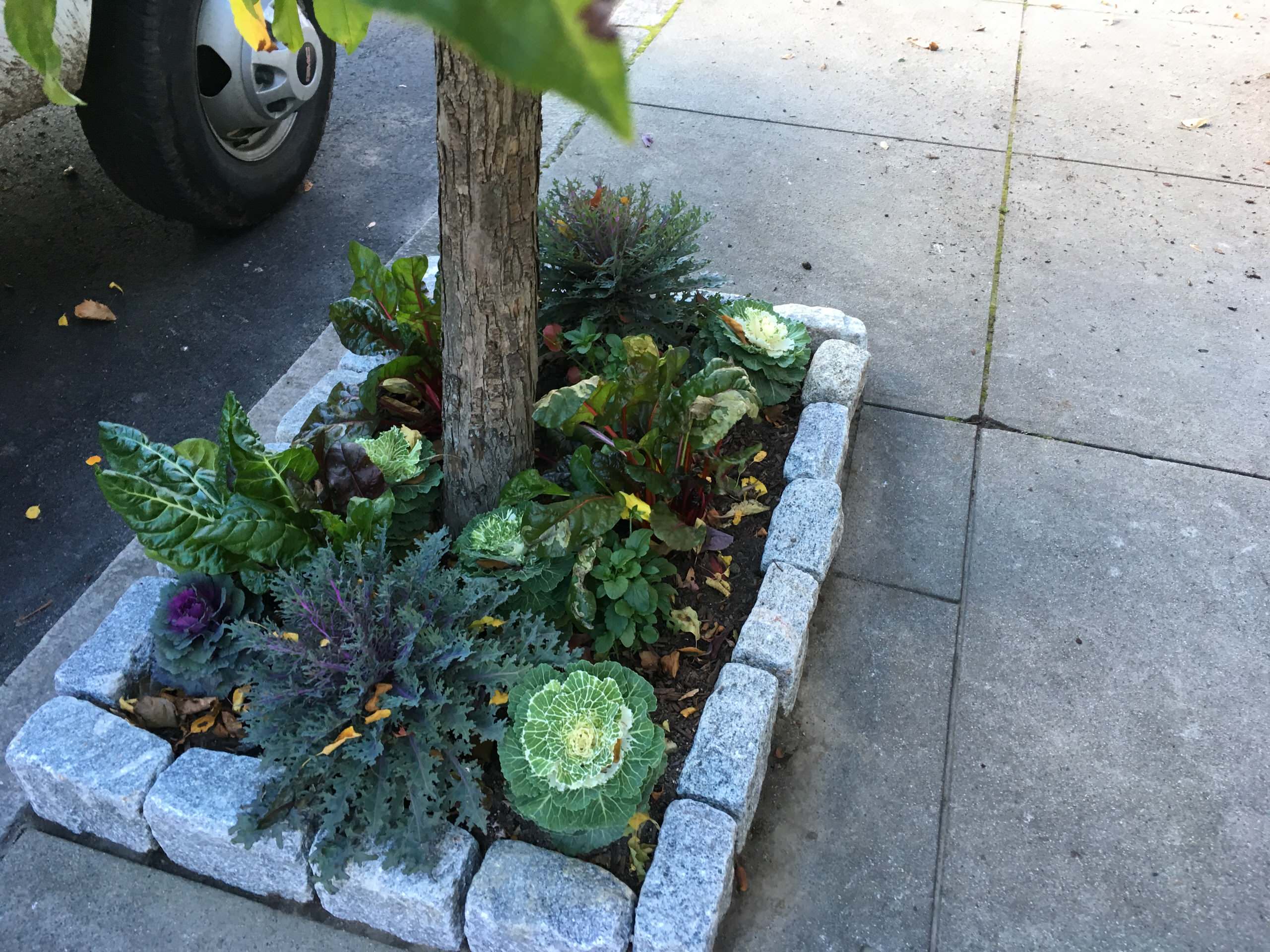 Bluestone Garden Edging | Fasci Garden