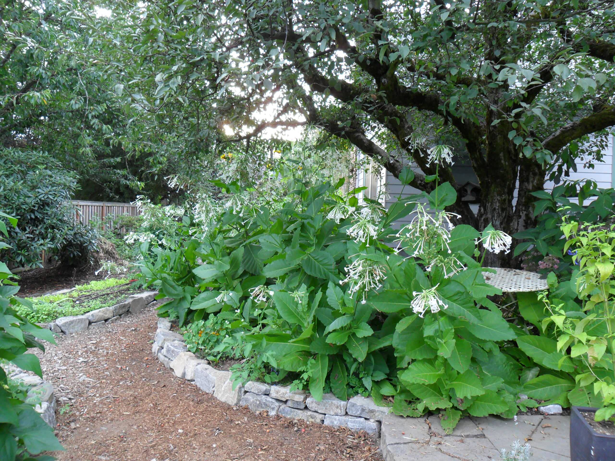Top 10 Plants for Night Gardens | Houzz NZ