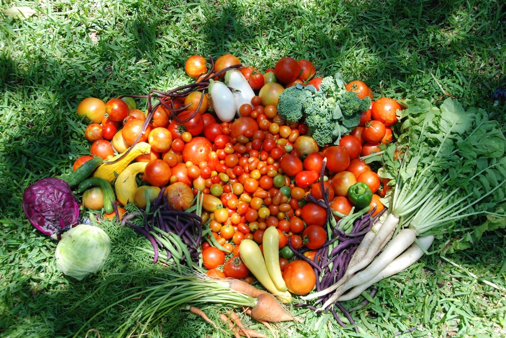 Edible Landscape Design - Farmhouse - Landscape - Miami - by Easy ...