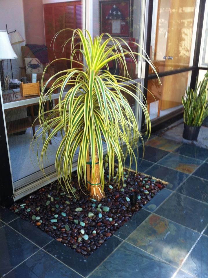 Eichler Interior Atrium - Contemporary - Landscape - San Francisco - by ...