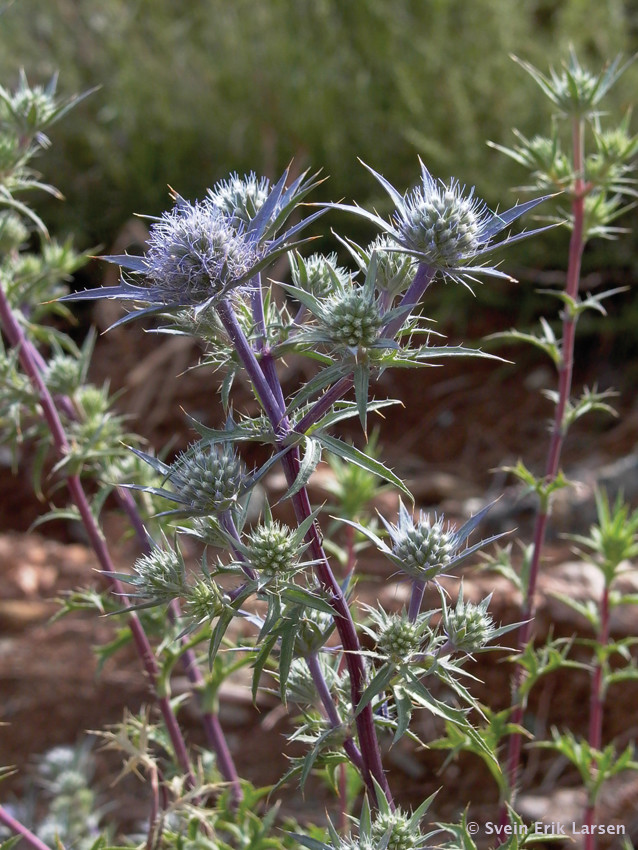 Eryngium dilatatum Azulillo - Traditional - Landscape - by Svein Erik ...