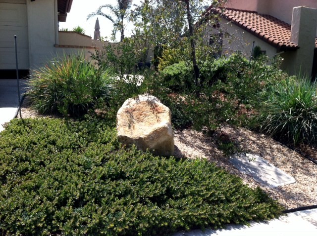 Escondido Native Gardens - Traditional - Landscape - San Francisco - by ...