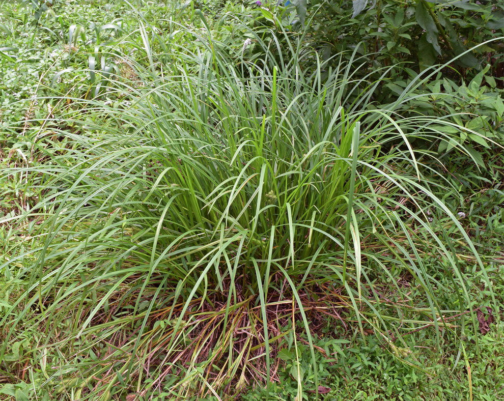 10 Essential Native Grasses and Sedges for Mid-Atlantic Gardens