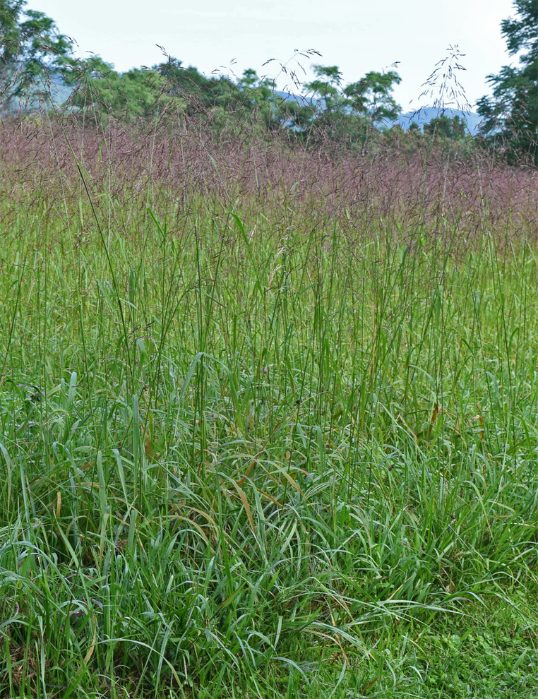 10 Essential Native Grasses and Sedges for Mid-Atlantic Gardens