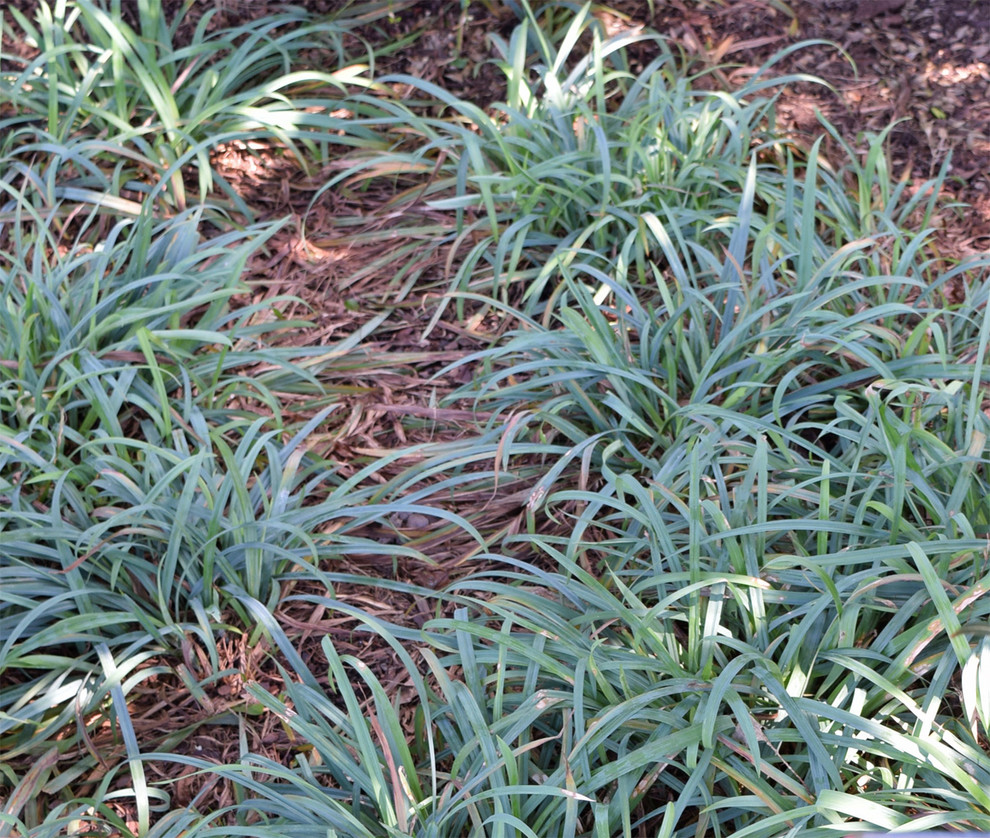 10 Essential Native Grasses and Sedges for Mid-Atlantic Gardens