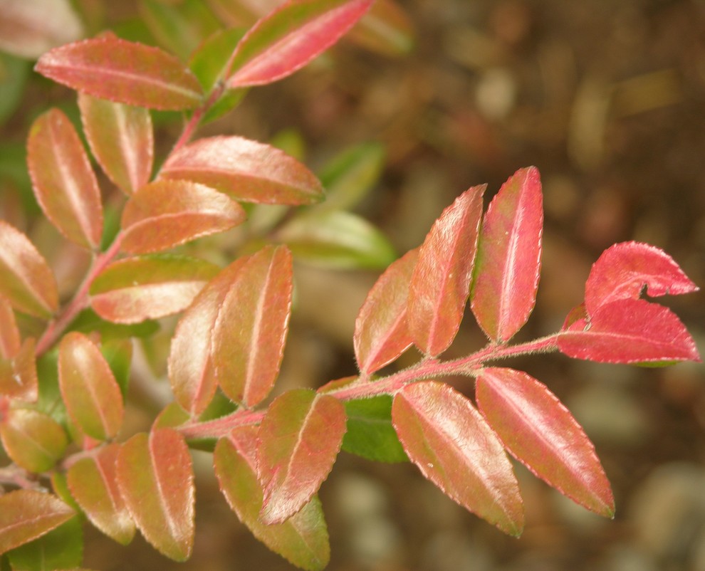 Evergreen Huckleberry - Landscape - Boston - by Hansen's Northwest ...