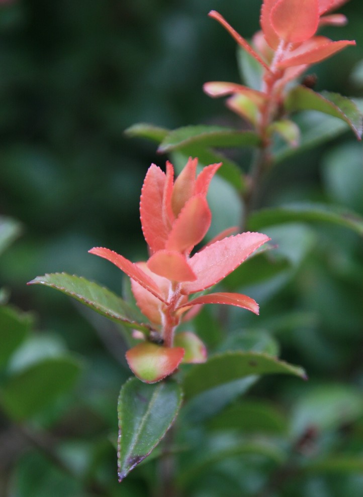 Evergreen Huckleberry - Landscape - Boston - by Hansen's Northwest ...