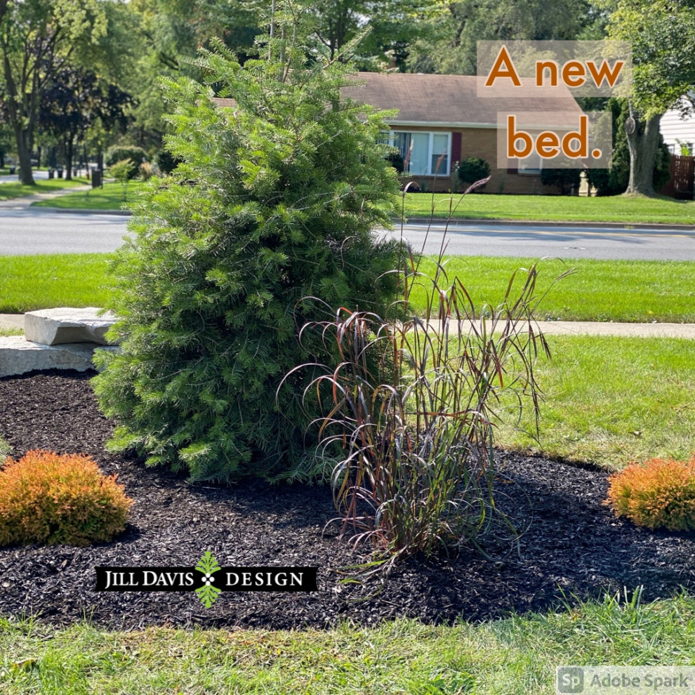 Evergreen tree. Outcropping, Blackhawk grass, Fire chief shrubs ...