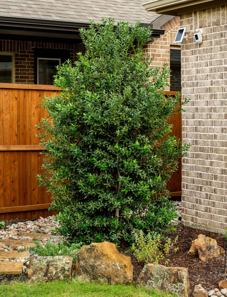 Evergreen Trees & Shrubs - Landscape - Dallas - by Treeland Nursery | Houzz