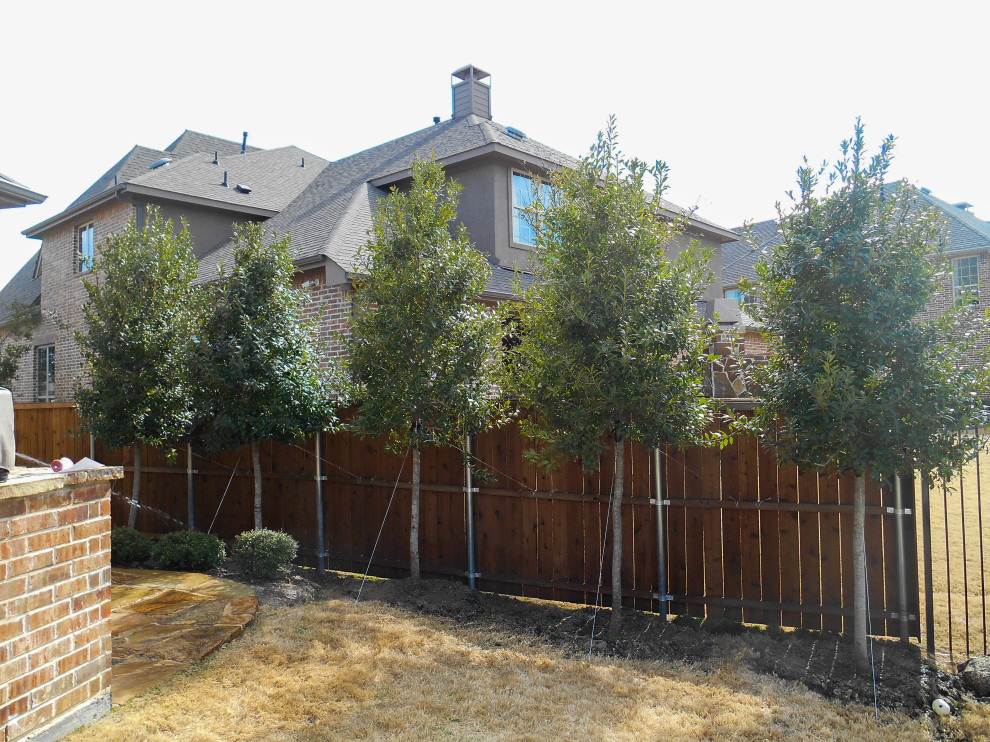 Evergreen Trees & Shrubs - Landscape - Dallas - by Treeland Nursery | Houzz