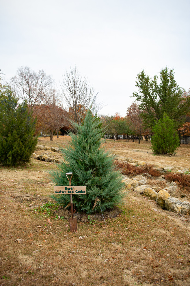 Evergreen Trees & Shrubs - Landscape - Dallas - by Treeland Nursery | Houzz