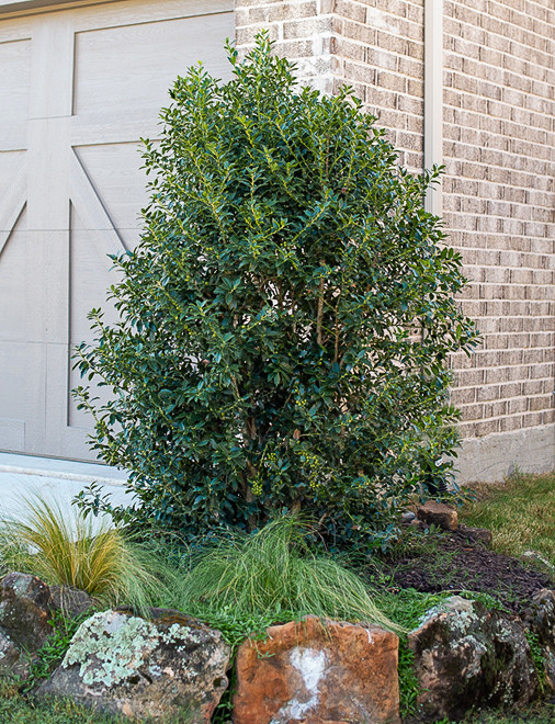 Evergreen Trees & Shrubs - Landscape - Dallas - by Treeland Nursery | Houzz