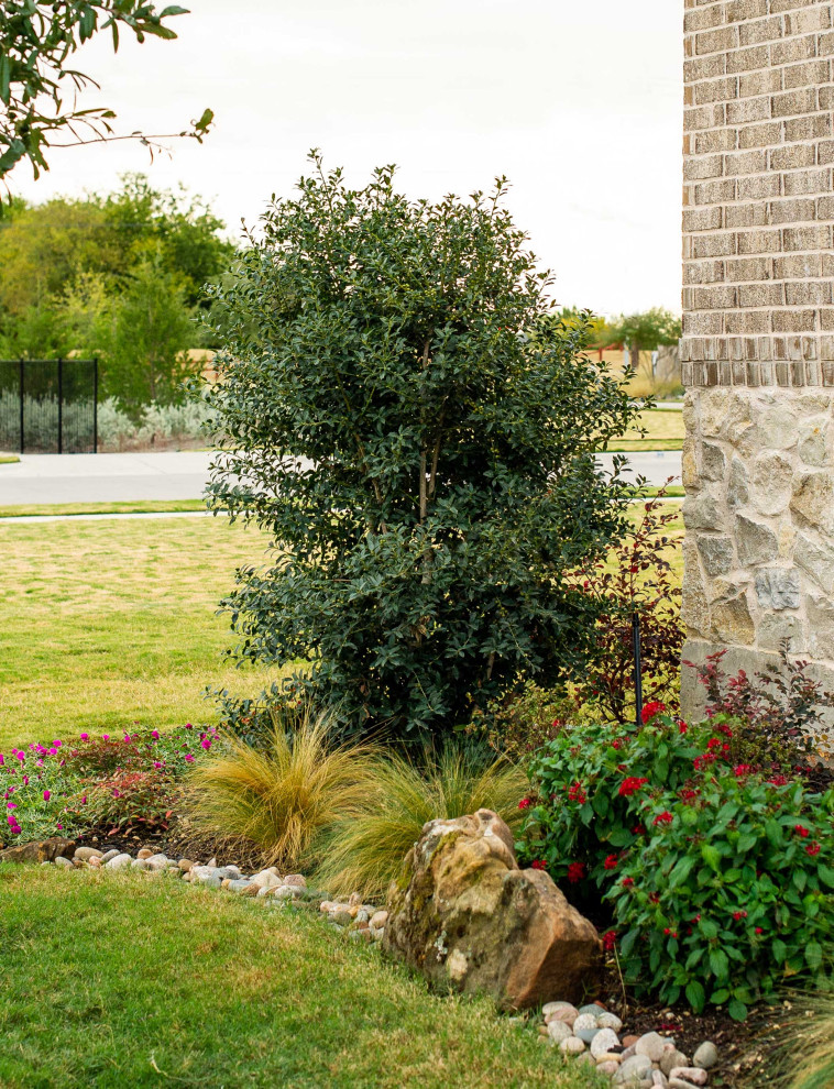Evergreen Trees & Shrubs - Landscape - Dallas - by Treeland Nursery | Houzz