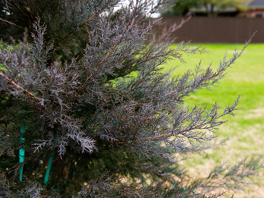 Evergreen Trees & Shrubs - Landscape - Dallas - by Treeland Nursery | Houzz