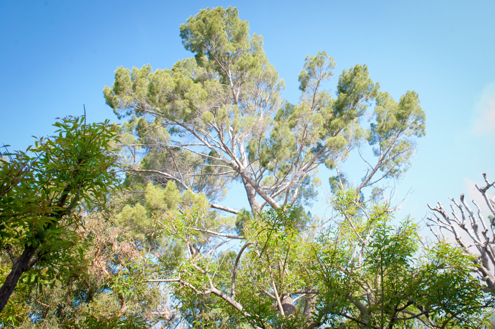 Expansive Tree Canopy - Mediterranean - Landscape - Los Angeles - by ...