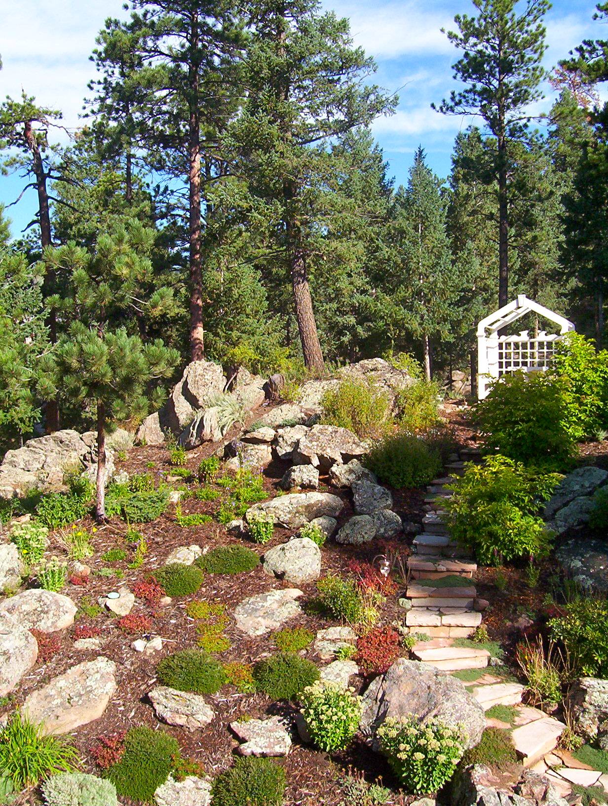 Using Pine Trees Landscape Ideas