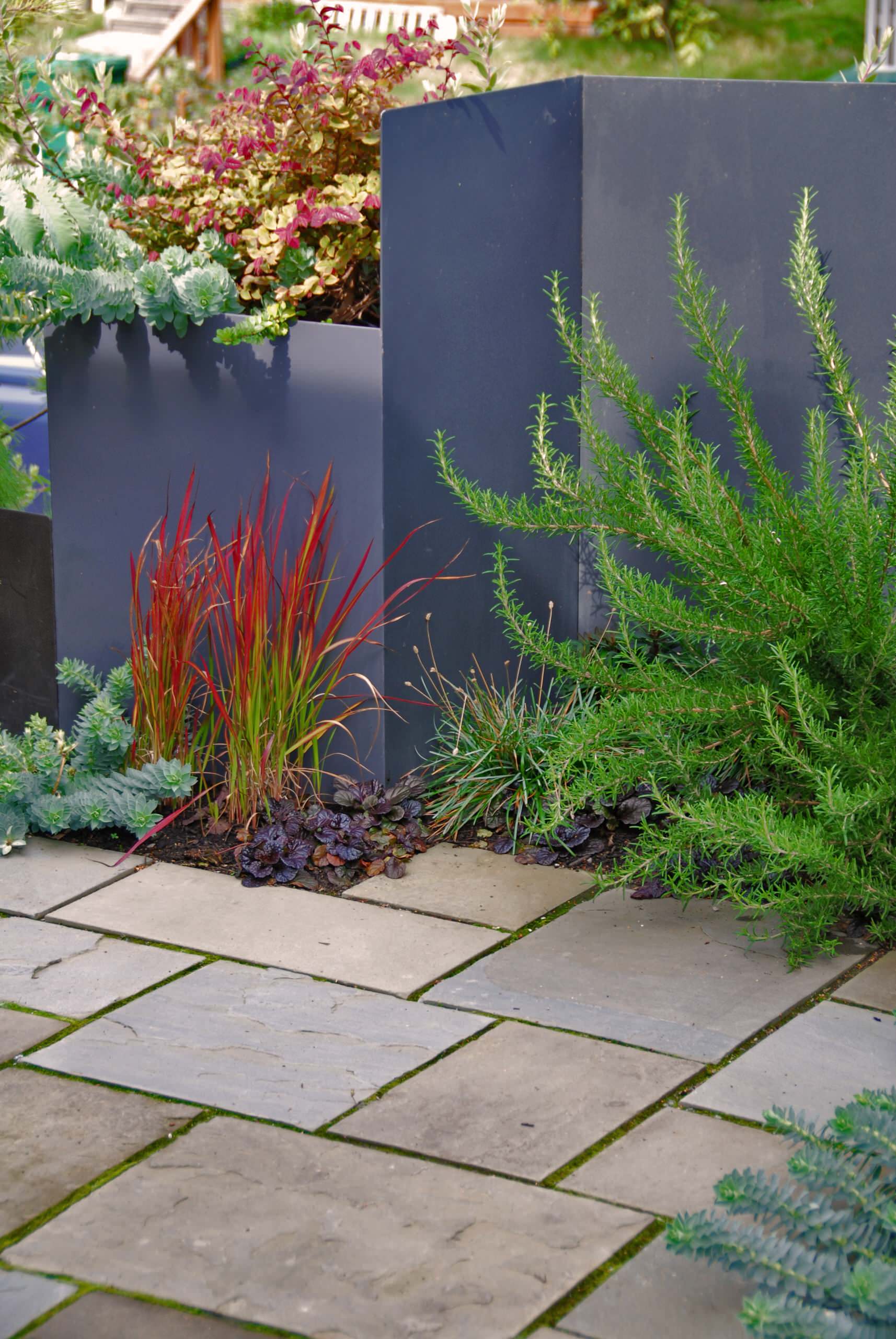 Japanese blood grass store