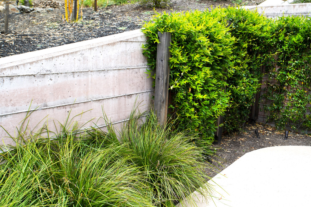 Extraordinary Greenery - Modern - Landscape - San Francisco - by Garden ...