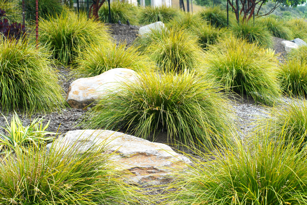 Extraordinary Greenery - Modern - Landscape - San Francisco - by Garden ...