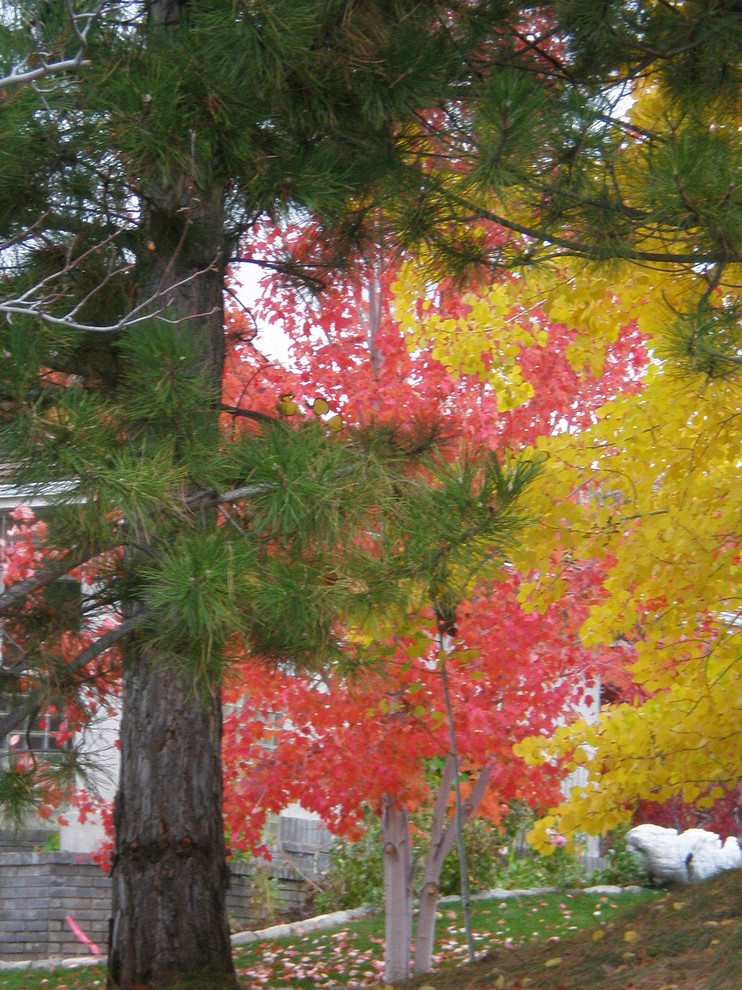 Fall Color - Traditional - Landscape - Boise - by The Garden Artist LLC ...