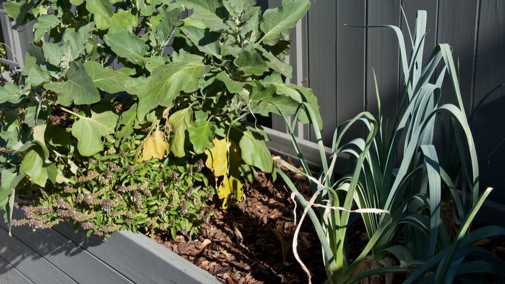Farm Box vegetable garden painted to complement fence. - Contemporary ...