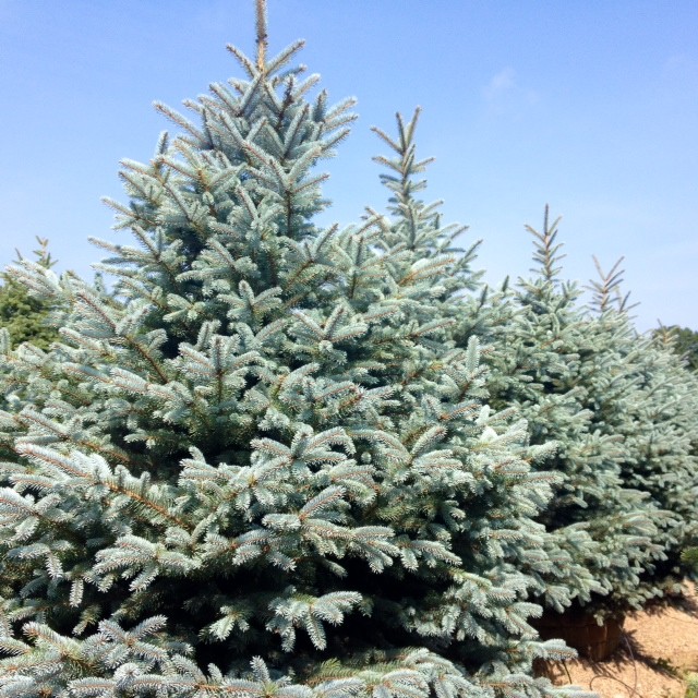 Fat Albert Spruce Trees - Traditional - Landscape - Chicago - by ...