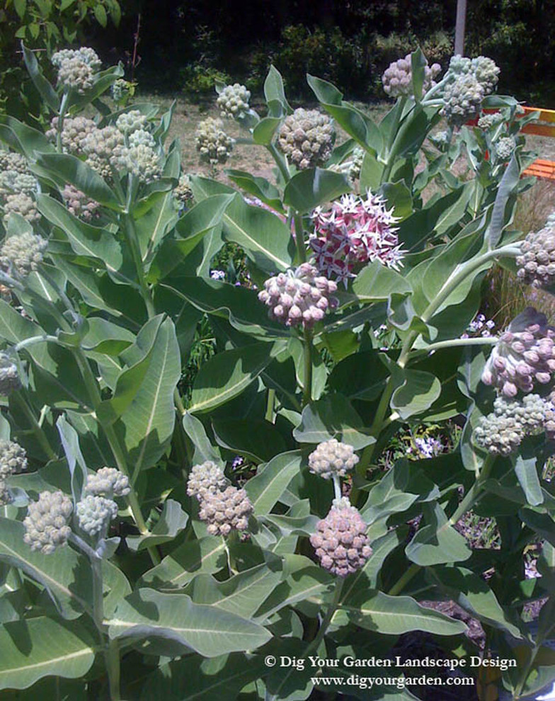 Favorite CA Native Plants - Mediterranean - Landscape - San Francisco ...
