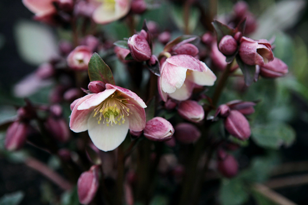 Flora & Fauna - Garden - Portland - by The White Pear LLC, Design ...