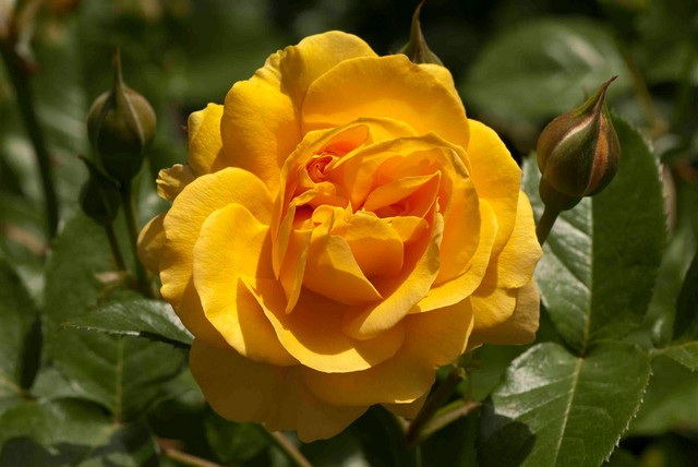How to Grow a Rose Garden in Pots