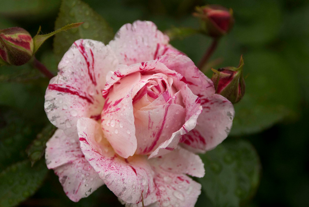 Floribunda Rose - Traditional - Landscape - Austin - by The New York ...