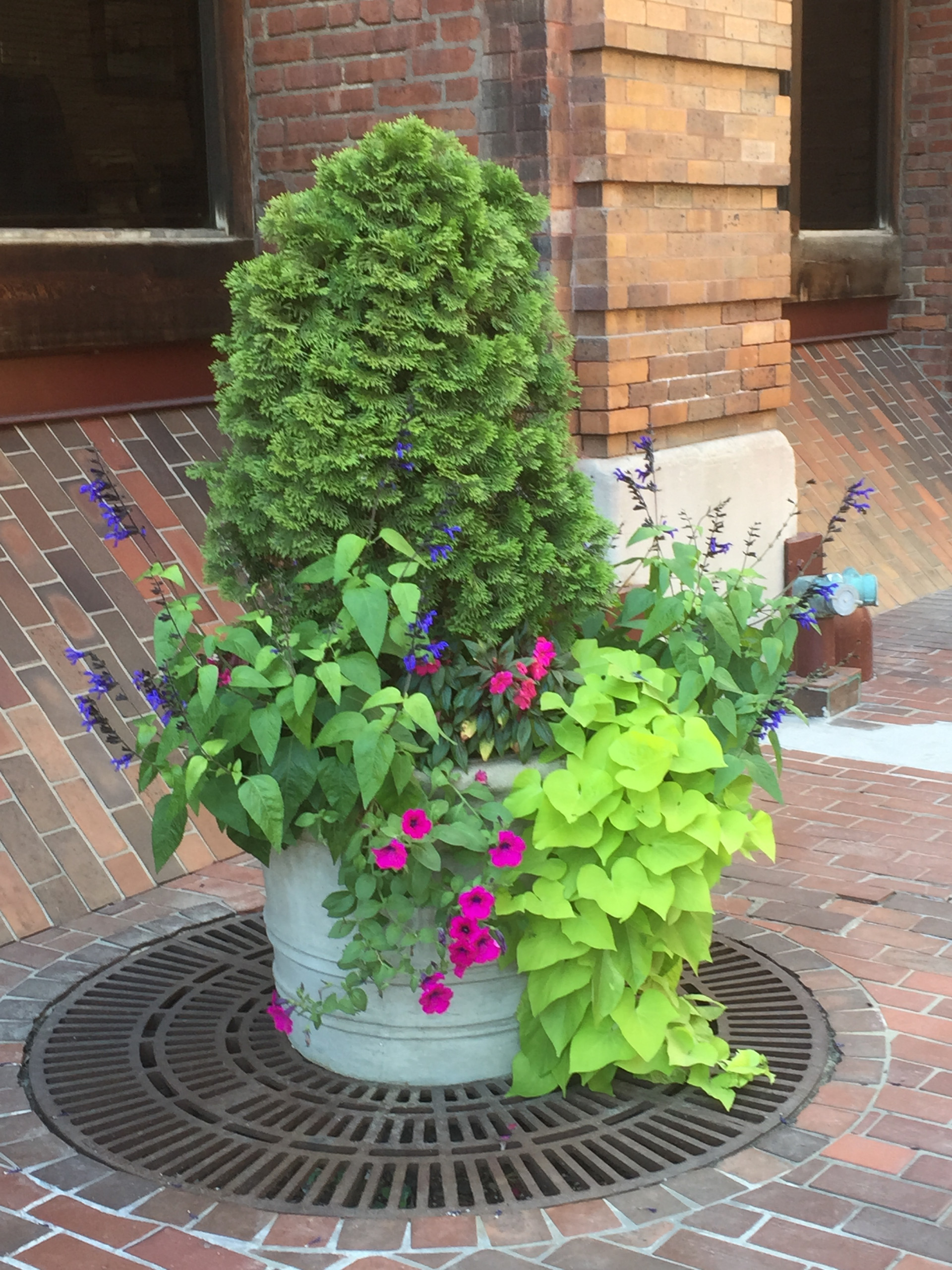 Landscape Pros Share 12 Favorite Trees for Containers