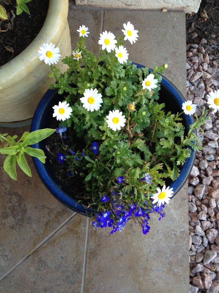 Flower Pots - Traditional - Landscape - Phoenix - by User | Houzz