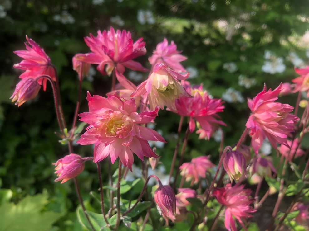 Flowers - Modern - Landscape - Boston - by Littlefield Landscapes | Houzz