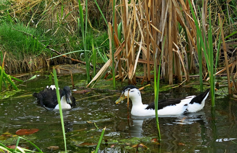 Four Corners property with pond -- chickens and ducks included ...