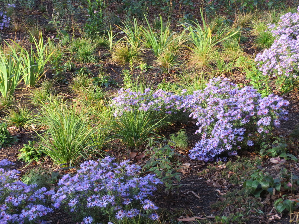 four months after planting - Rustic - Landscape - Philadelphia - by ...