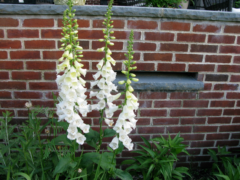 Foxglove next to brick wall and patio drainage scuppers - Transitional ...