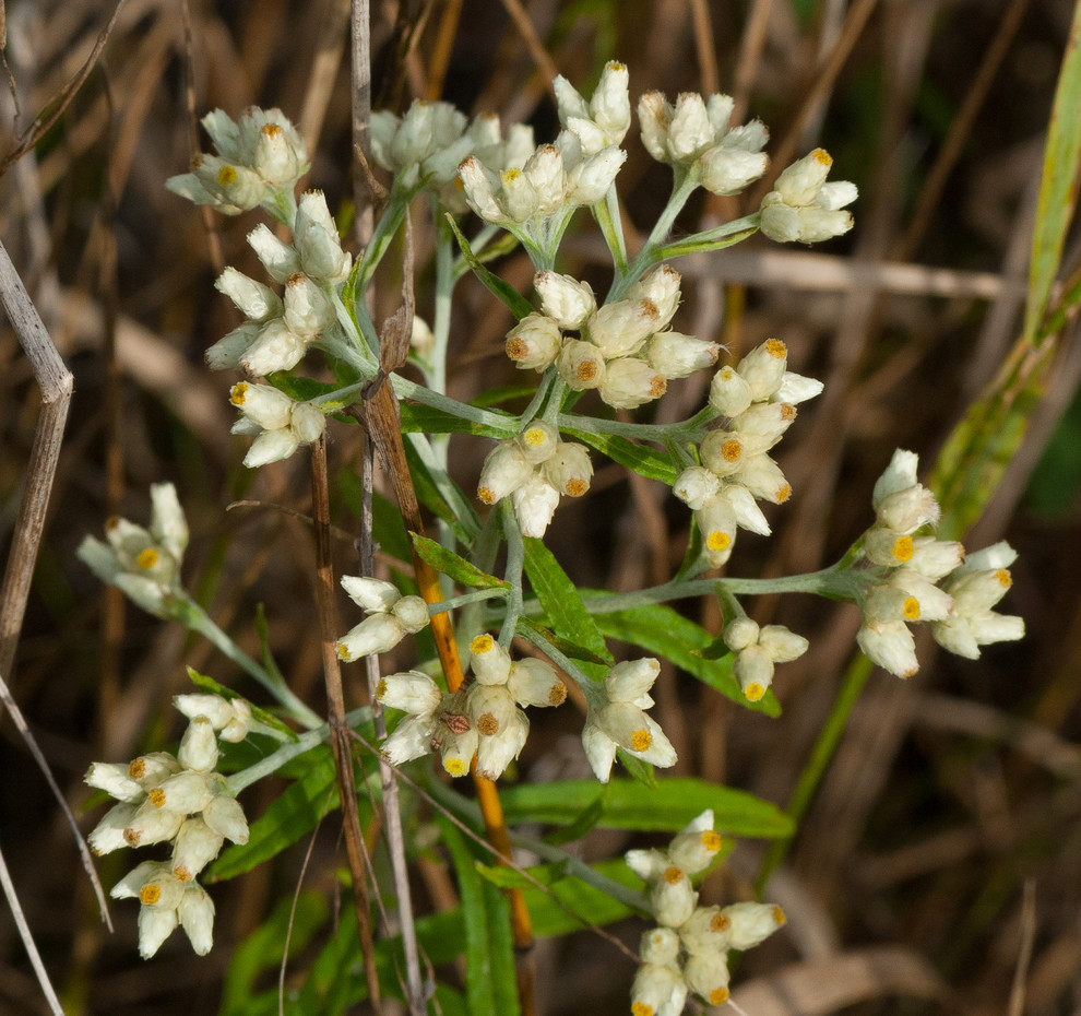 Fragrant Cudweed (Pseudognaphalium obtusifolium) - Landscape - Other ...