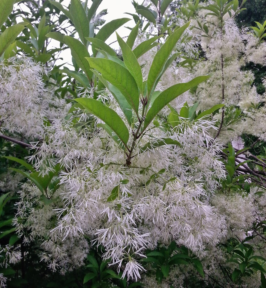 Fringe tree (Chionanthus virginicus) - Landscape - Other | Houzz NZ