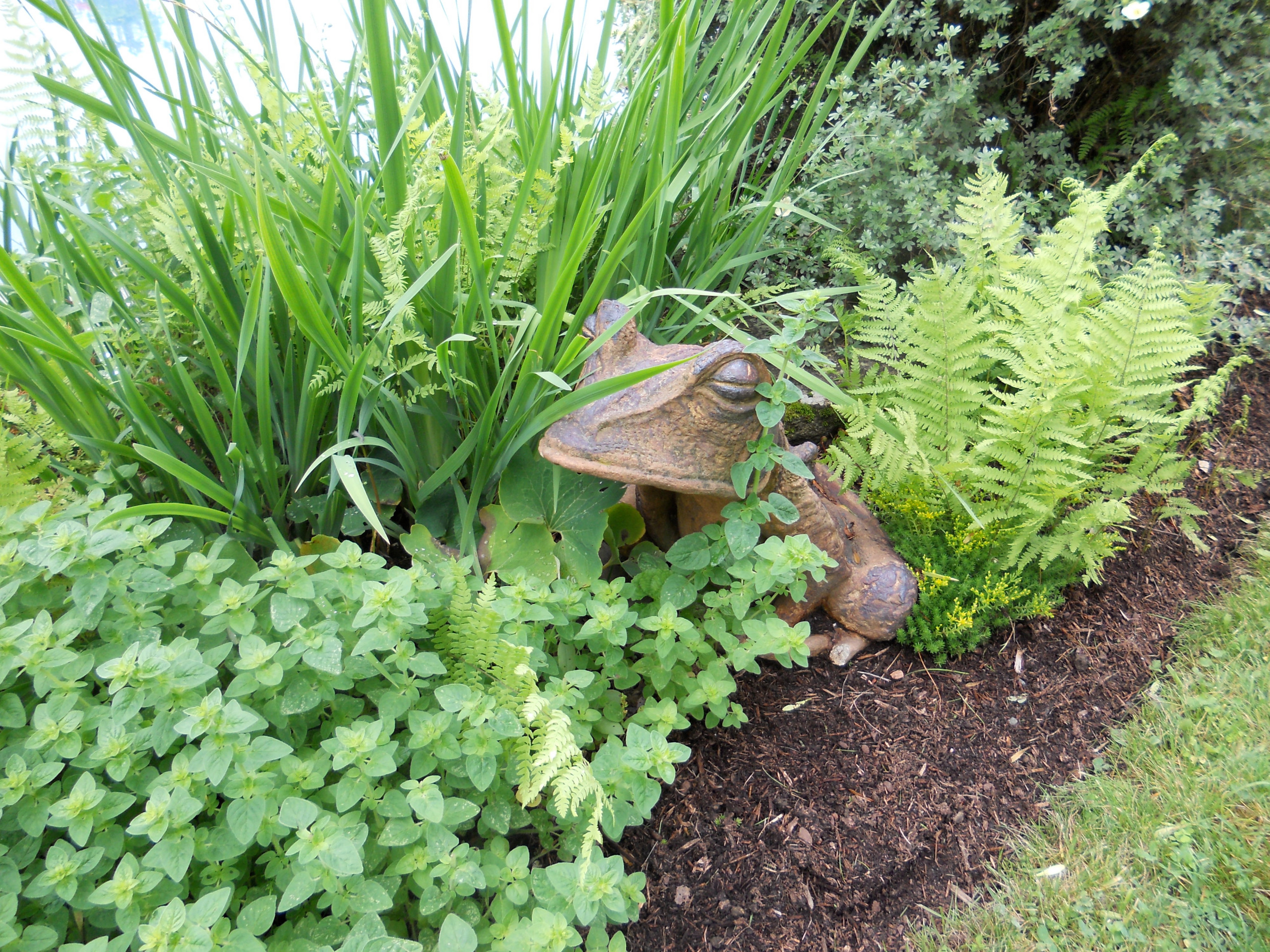 Northeast Gardener's June Checklist