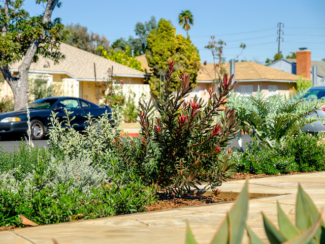 From Wha, to Yeah! Save some H20 too! - Coastal - Garden - Los Angeles ...