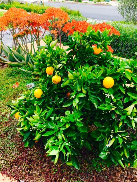 From Wha to Yeah. Save some H20 too! - Beach Style - Landscape - Los ...