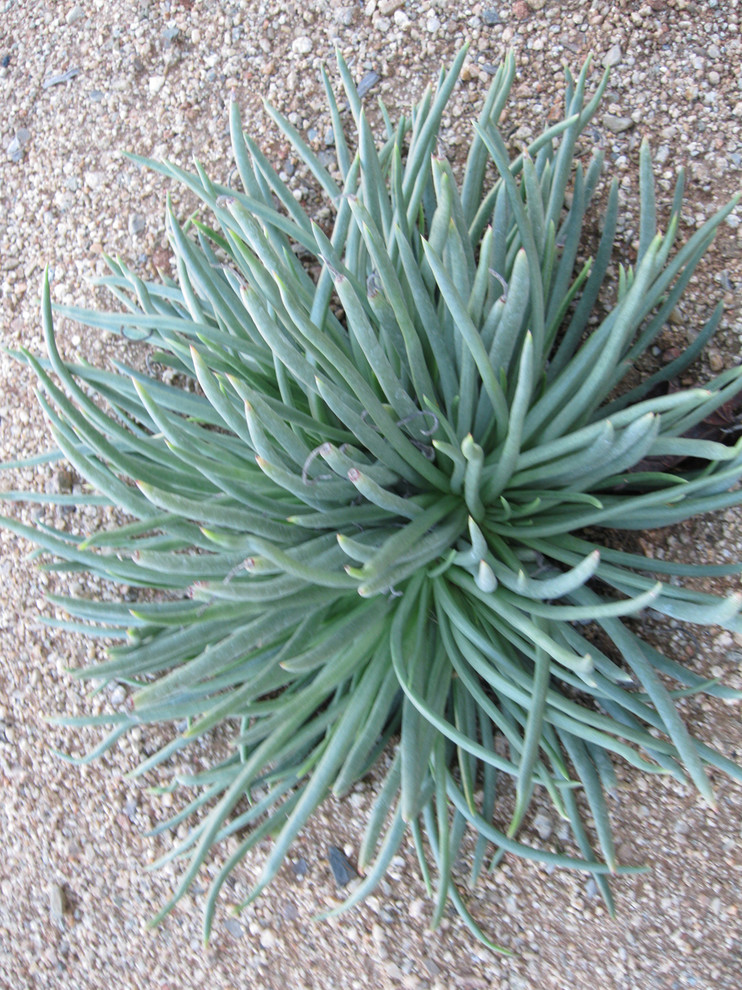 Garden Grove Native/Succulent Front Yard - Eclectic - Garden - Orange ...