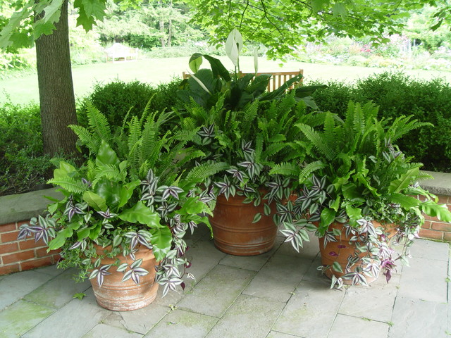 7 Fabulous Shade-Loving Ferns for Containers