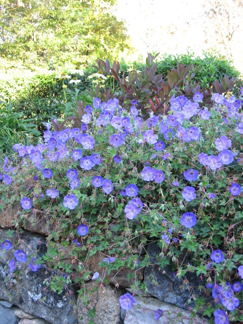 Gardens and Planting Design - Classique - Jardin - New York - par Susan ...