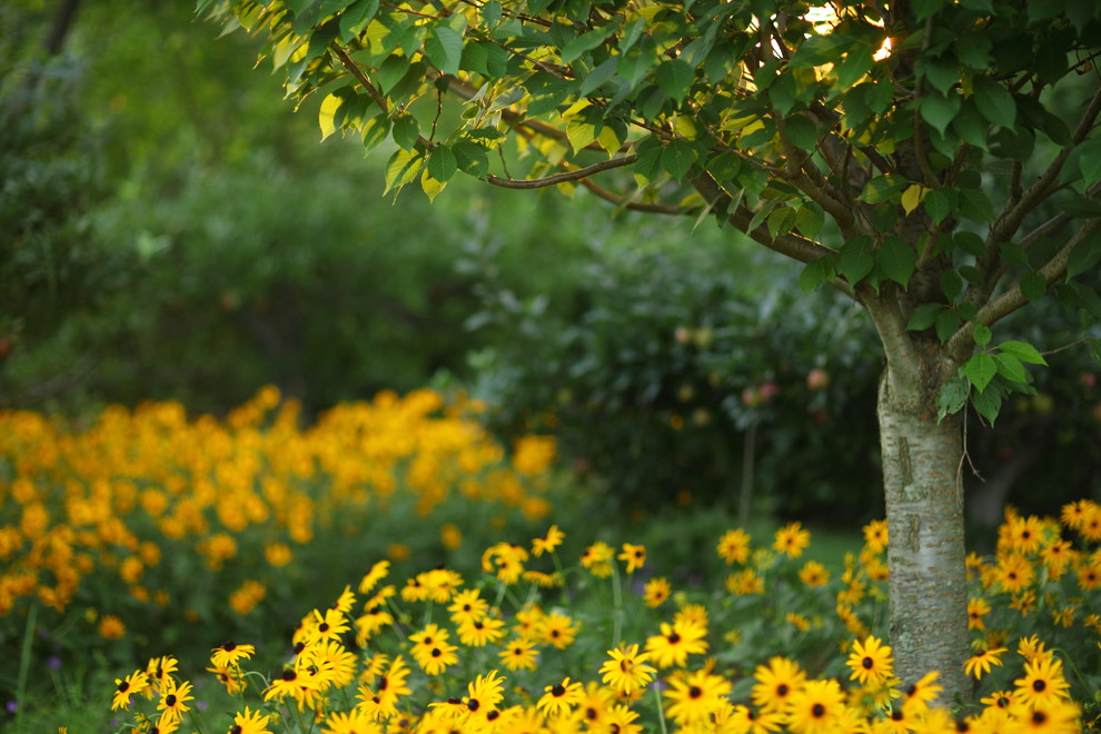 Gardens in New Canaan - Traditional - Landscape - New York - by Janice ...