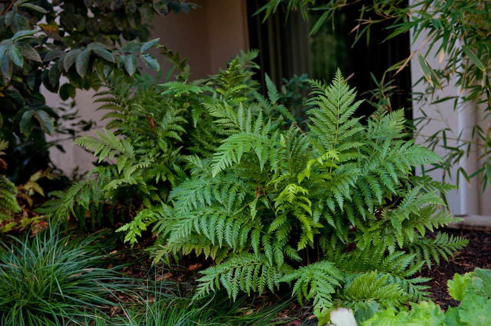 Giant Chain Fern - Contemporary - Landscape - Los Angeles - by FormLA ...